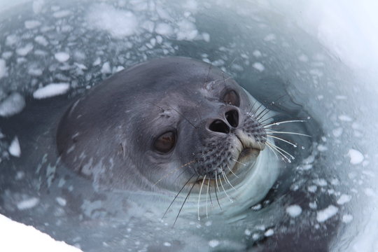 "Weddell Seal" Images – Browse 792 Stock Photos, Vectors, and Video ...
