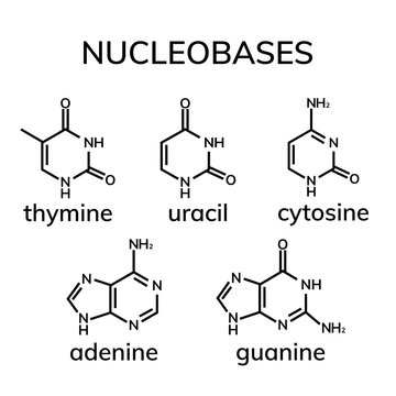 รูปภาพNucleobases – เลือกดูภาพถ่ายสต็อก เวกเตอร์ และวิดีโอ7,170 | Adobe ...