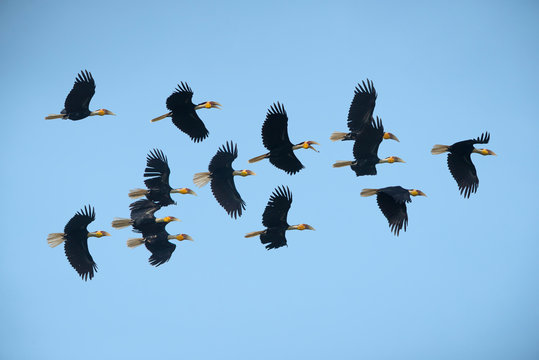 Great Hornbill Flying In Groups