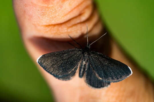 "Black Butterfly" Images – Browse 1,080 Stock Photos, Vectors, and ...