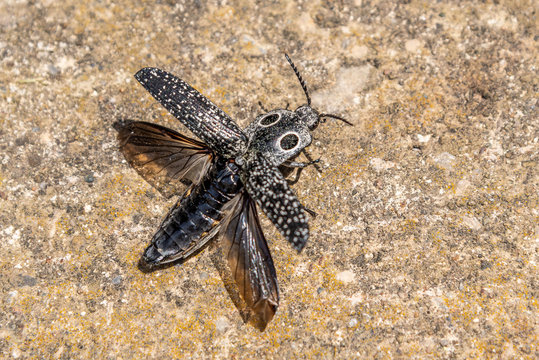 รูปภาพElater – เลือกดูภาพถ่ายสต็อก เวกเตอร์ และวิดีโอ306 | Adobe Stock