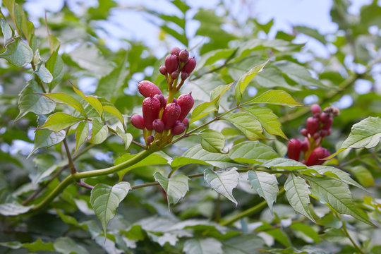 Cow-Itch Images – Browse 35 Stock Photos, Vectors, and Video | Adobe Stock