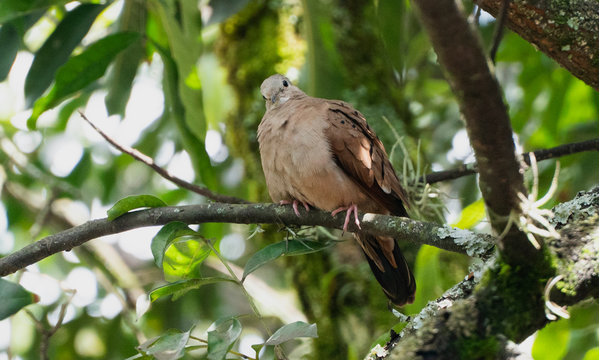 Torcaza Images – Browse 84 Stock Photos, Vectors, and Video | Adobe Stock