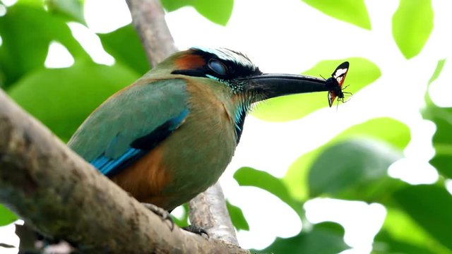 Momotidae Images – Browse 223 Stock Photos, Vectors, and Video | Adobe ...