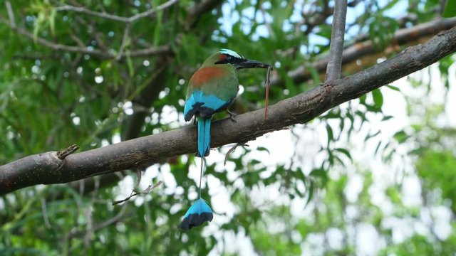 Momotidae Images – Browse 223 Stock Photos, Vectors, and Video | Adobe ...