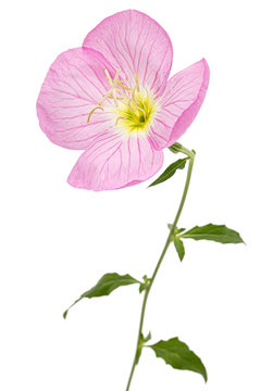 Pink Evening Primrose Drawing