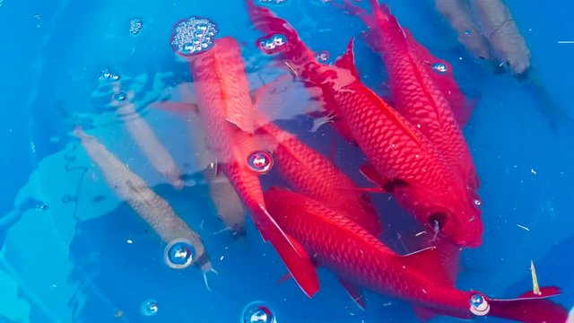 Menpachi Bilder – Durchsuchen 13 Archivfotos, Vektorgrafiken und Videos ...