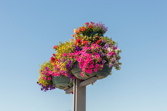 「Blumme」の写真素材 | 122件の無料イラスト画像 | Adobe Stock