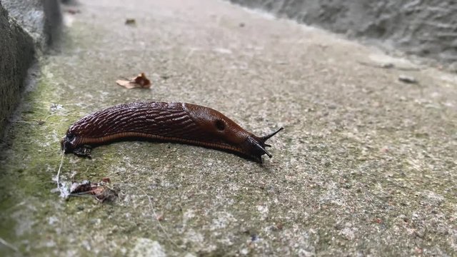 "Brown Slug" Images – Browse 135 Stock Photos, Vectors, and Video ...