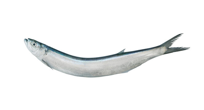 Chirocentridae Images – Browse 10 Stock Photos, Vectors, and Video ...