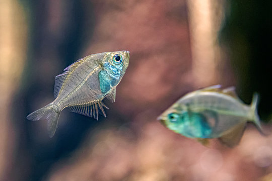 "Parambassis Ranga" Images – Browse 122 Stock Photos, Vectors, and ...