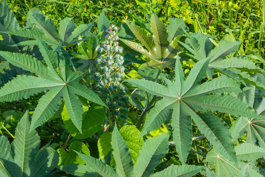 Rizinusstrauch Bilder – Durchsuchen 794 Archivfotos, Vektorgrafiken und ...