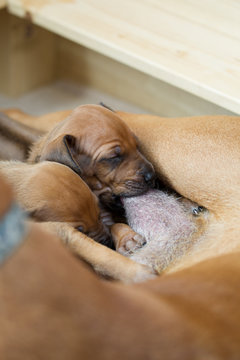 Zitze Images – Browse 138 Stock Photos, Vectors, and Video | Adobe Stock