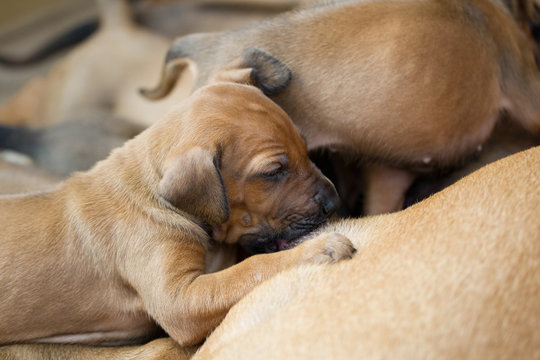 รูปภาพZitze – เลือกดูภาพถ่ายสต็อก เวกเตอร์ และวิดีโอ138 | Adobe Stock