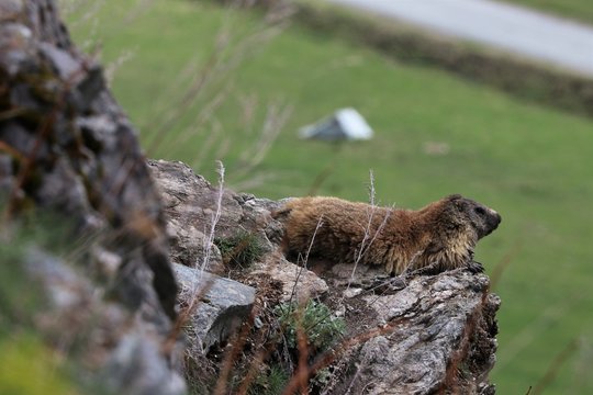 รูปภาพTopolone – เลือกดูภาพถ่ายสต็อก เวกเตอร์ และวิดีโอ243 | Adobe Stock