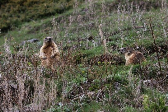 รูปภาพTopolone – เลือกดูภาพถ่ายสต็อก เวกเตอร์ และวิดีโอ243 | Adobe Stock