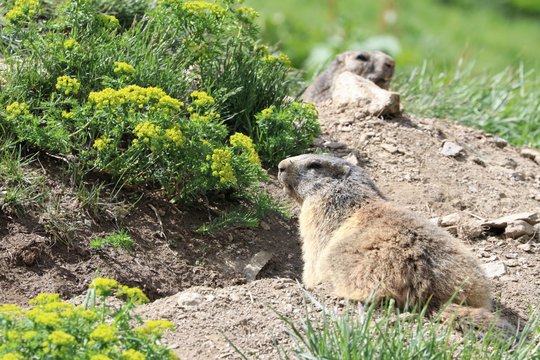 รูปภาพTopolone – เลือกดูภาพถ่ายสต็อก เวกเตอร์ และวิดีโอ243 | Adobe Stock