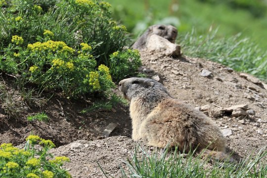 รูปภาพTopolone – เลือกดูภาพถ่ายสต็อก เวกเตอร์ และวิดีโอ243 | Adobe Stock