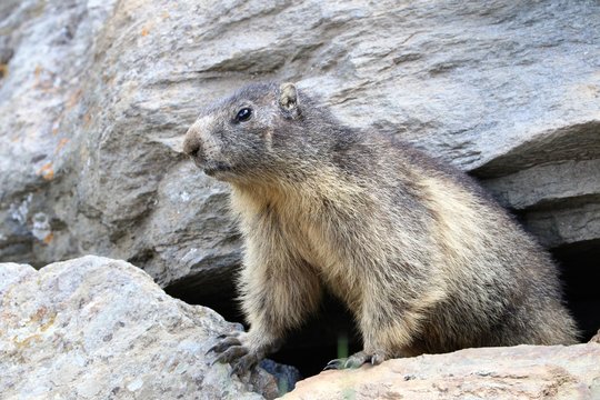 「Topolone」の画像 - 243 件の Stock 写真、ベクターおよびビデオ | Adobe Stock