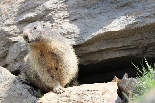 Imagens de Topolone – Explore Fotografias do Stock, Vetores e Vídeos de ...