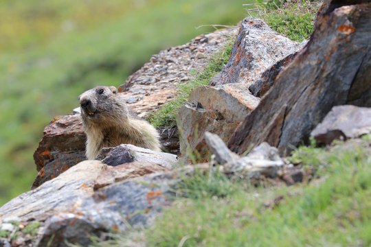「Topolone」の画像 - 243 件の Stock 写真、ベクターおよびビデオ | Adobe Stock