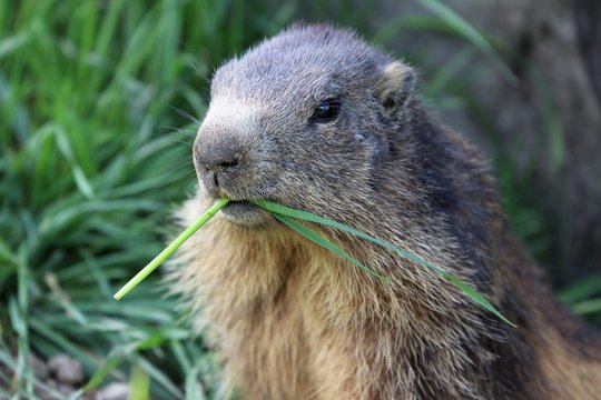Topolone Immagini - Sfoglia 243 foto, vettoriali e video Stock | Adobe ...