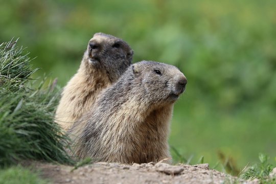 รูปภาพTopolone – เลือกดูภาพถ่ายสต็อก เวกเตอร์ และวิดีโอ243 | Adobe Stock