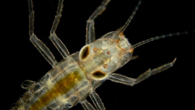 Tracheata Images – Browse 360 Stock Photos, Vectors, and Video | Adobe ...