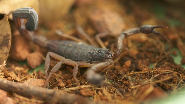 Imágenes de Centruroides: descubre bancos de fotos, ilustraciones, vectores y vídeos de 194 ...