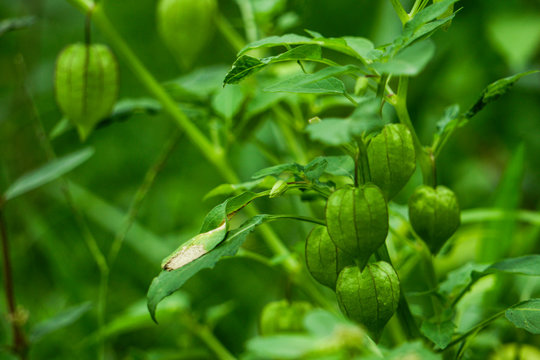 Rashberry Images – Browse 35 Stock Photos, Vectors, and Video | Adobe Stock