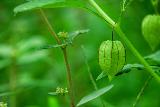 Rashberry Images – Browse 35 Stock Photos, Vectors, and Video | Adobe Stock