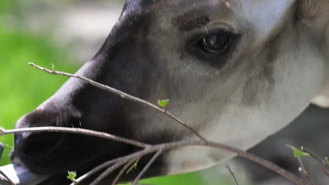 Okapi Images – Parcourir 3,003 le catalogue de photos, vecteurs et vidéos | Adobe Stock