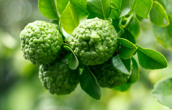 รูปภาพKabuyaw – เลือกดูภาพถ่ายสต็อก เวกเตอร์ และวิดีโอ13 | Adobe Stock