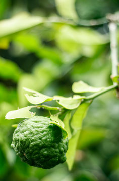 รูปภาพKabuyaw – เลือกดูภาพถ่ายสต็อก เวกเตอร์ และวิดีโอ13 | Adobe Stock