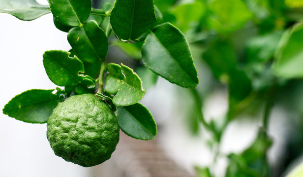 「Kabuyaw」の写真素材 | 13件の無料イラスト画像 | Adobe Stock