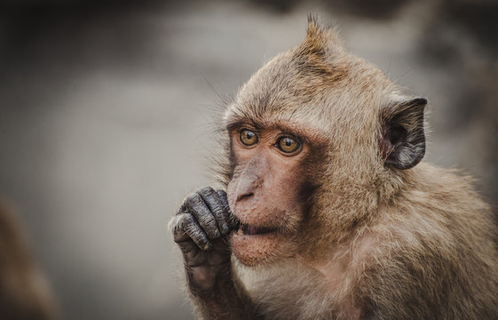 รูปภาพPakchong – เลือกดูภาพถ่ายสต็อก เวกเตอร์ และวิดีโอ244 | Adobe Stock