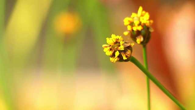 รูปภาพXyris – เลือกดูภาพถ่ายสต็อก เวกเตอร์ และวิดีโอ103 | Adobe Stock