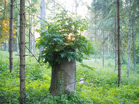 Eschenbaum Images – Browse 25 Stock Photos, Vectors, and Video | Adobe ...