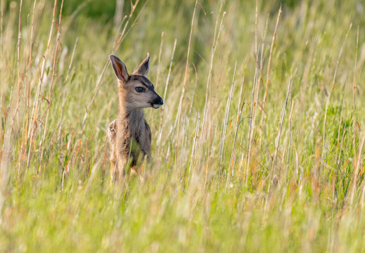 รูปภาพUnguate – เลือกดูภาพถ่ายสต็อก เวกเตอร์ และวิดีโอ133 | Adobe Stock