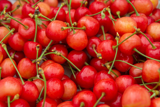 รูปภาพCatamite – เลือกดูภาพถ่ายสต็อก เวกเตอร์ และวิดีโอ1,098 | Adobe Stock