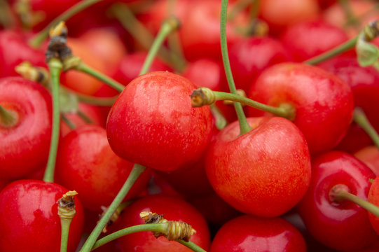 Catamite 影像 – 瀏覽 1,098 個素材庫相片、向量圖和影片 | Adobe Stock