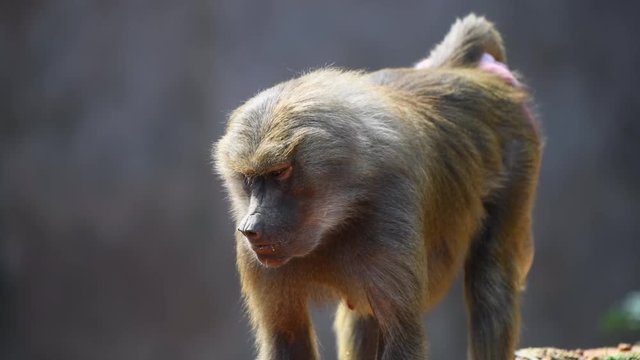 Rotarschpavian-Bilder: Stock-Fotos & -Videos. | Adobe Stock