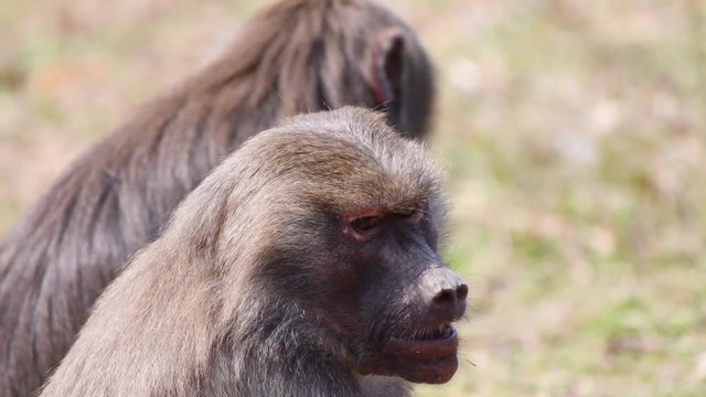 Rotarschpavian-Bilder: Stock-Fotos & -Videos. | Adobe Stock