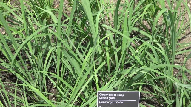 รูปภาพ"Fever Grass" – เลือกดูภาพถ่ายสต็อก เวกเตอร์ และวิดีโอ78 | Adobe ...