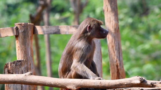 Rotarschpavian-Bilder: Stock-Fotos & -Videos. | Adobe Stock