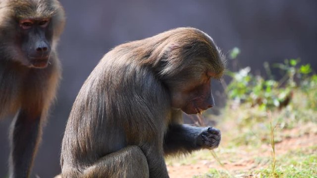 Rotarschpavian-Bilder: Stock-Fotos & -Videos. | Adobe Stock