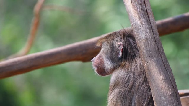 Rotarschpavian-Bilder: Stock-Fotos & -Videos. | Adobe Stock