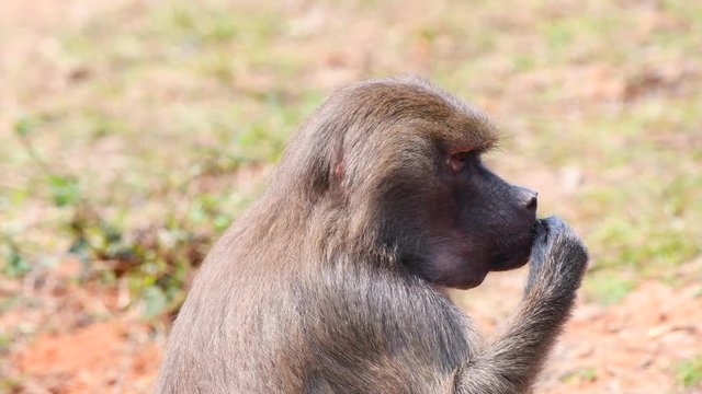 Rotarschpavian Bilder – Durchsuchen 111 Archivfotos, Vektorgrafiken und ...