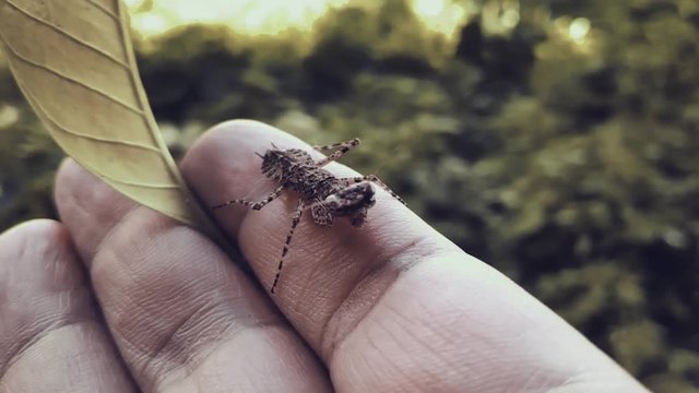 Obrazy ("Hopping Bug") — zdjęcia, wektory i wideo bez tantiem (56 ...