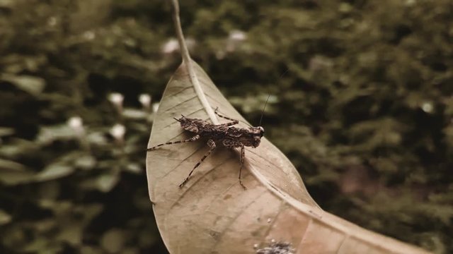 "Hopping Bug" 이미지 – 찾아보기 56 스톡 사진, 벡터 및 비디오 | Adobe Stock